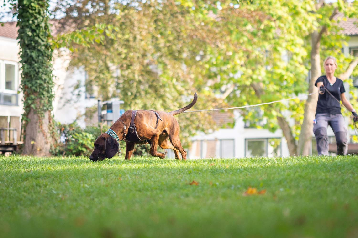 MANTRAILING | Was ist Mantrailing | Und wie du startest